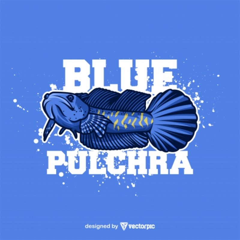 Jual blue pulcra (ecer) | Shopee Indonesia