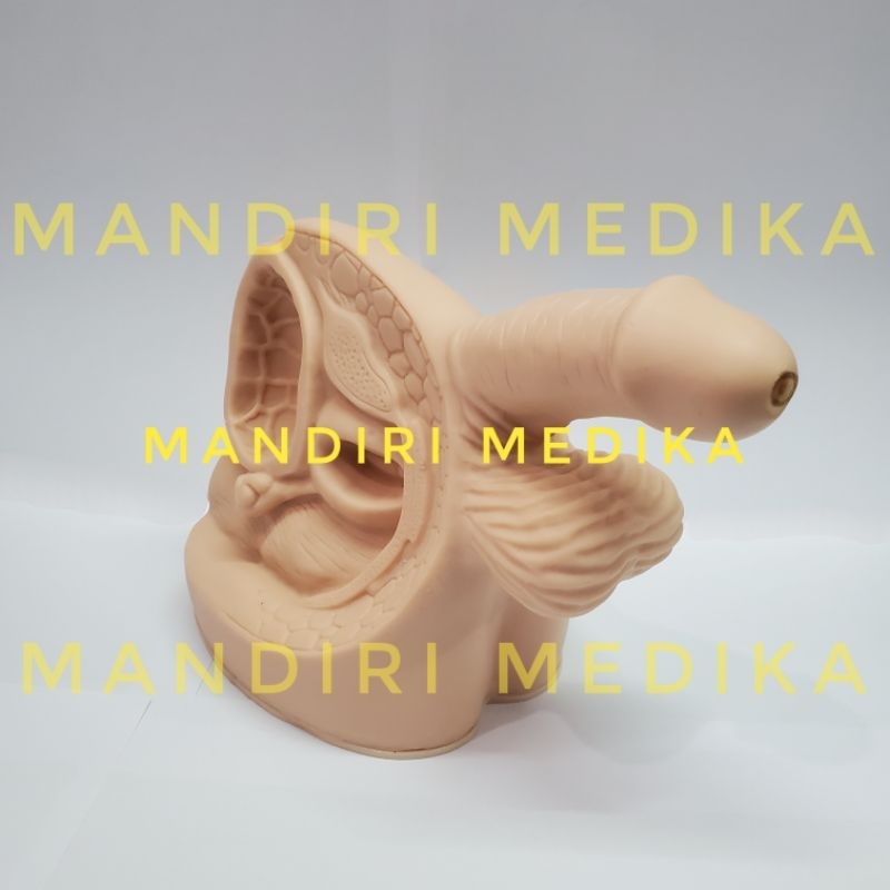 Jual Manikin Alat Kelamin Pria GL9408 Alat Peraga Reproduksi Pria GL 9408-1 | Shopee Indonesia