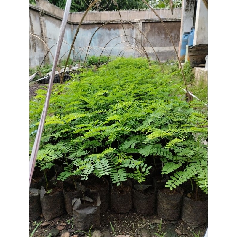 Jual bibit solobium parahyba ( pakis Brazil ) | Shopee Indonesia