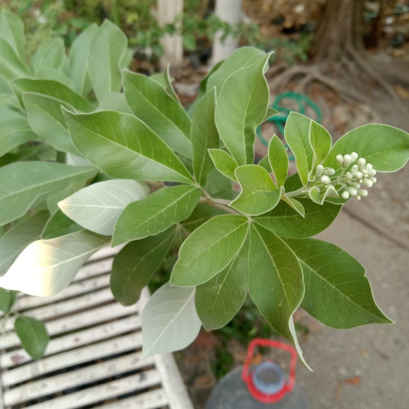 Jual 100 gram daun legundi (vitex trifolia) segar organik kaya manfaat ...
