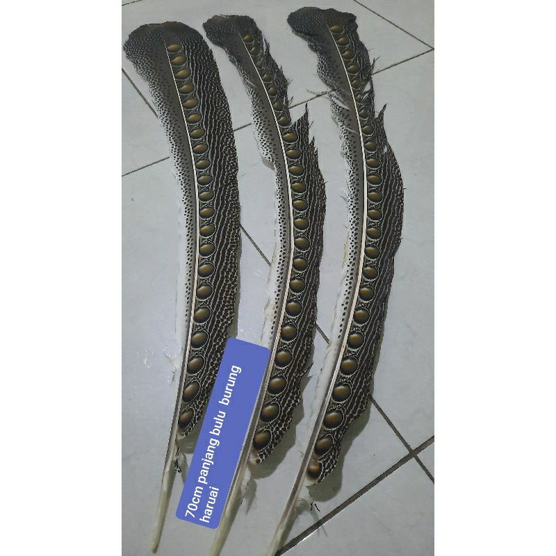 Jual bulu burung haruai kalimantan | Shopee Indonesia