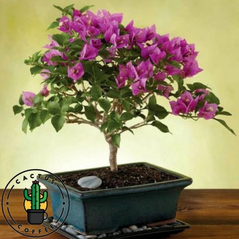 Jual Promo Tanaman Hias Bougenville Bunga Kertas Kembang Kertas Pohon