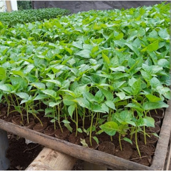 Jual Bibit Pohon Cabe Gendot Cabai Bendot Hidup Siap Tanam | Shopee ...