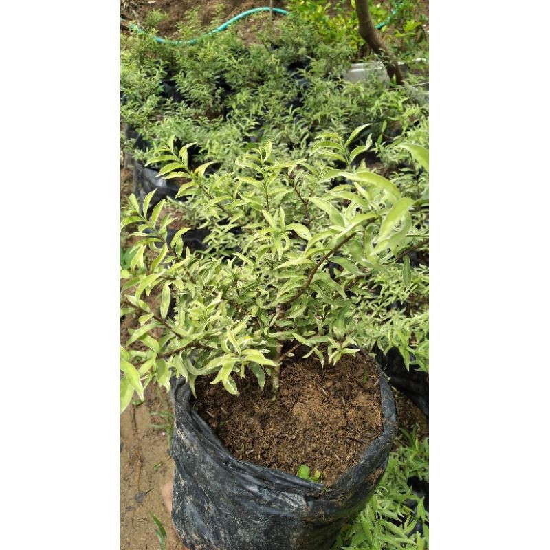 Jual Tanaman Hias Anting Putri Micro | Shopee Indonesia