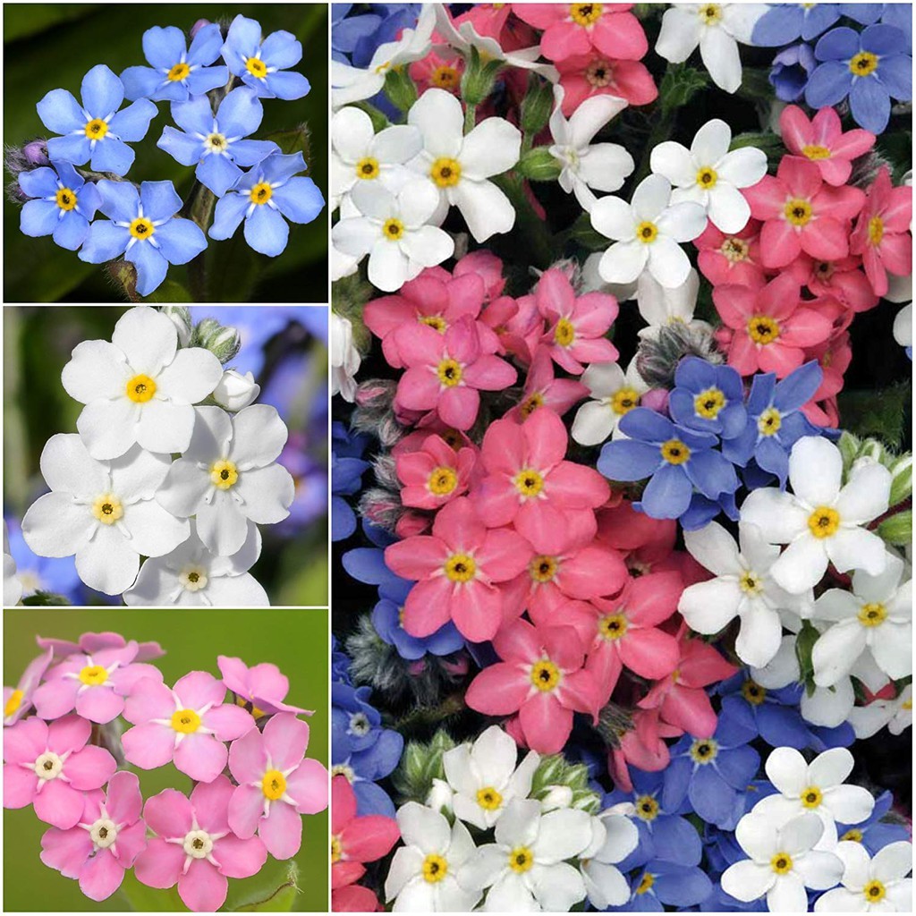 Jual Bibit Benih Bunga Forget Me Not Mix (5 Butir) | Shopee Indonesia