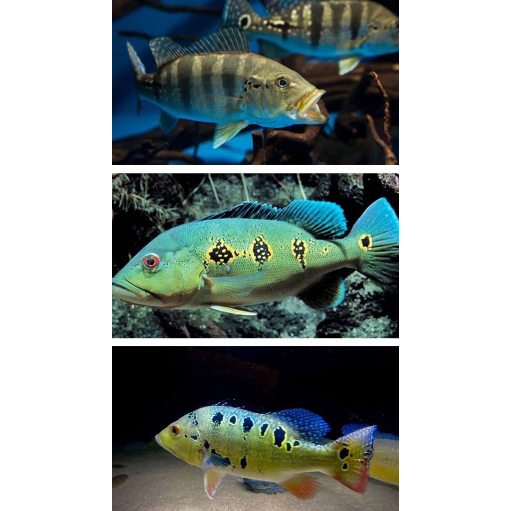 Jual Replika Pbass / Hiasan Aquarium Pbass / Orinoco / Blue Azul ...