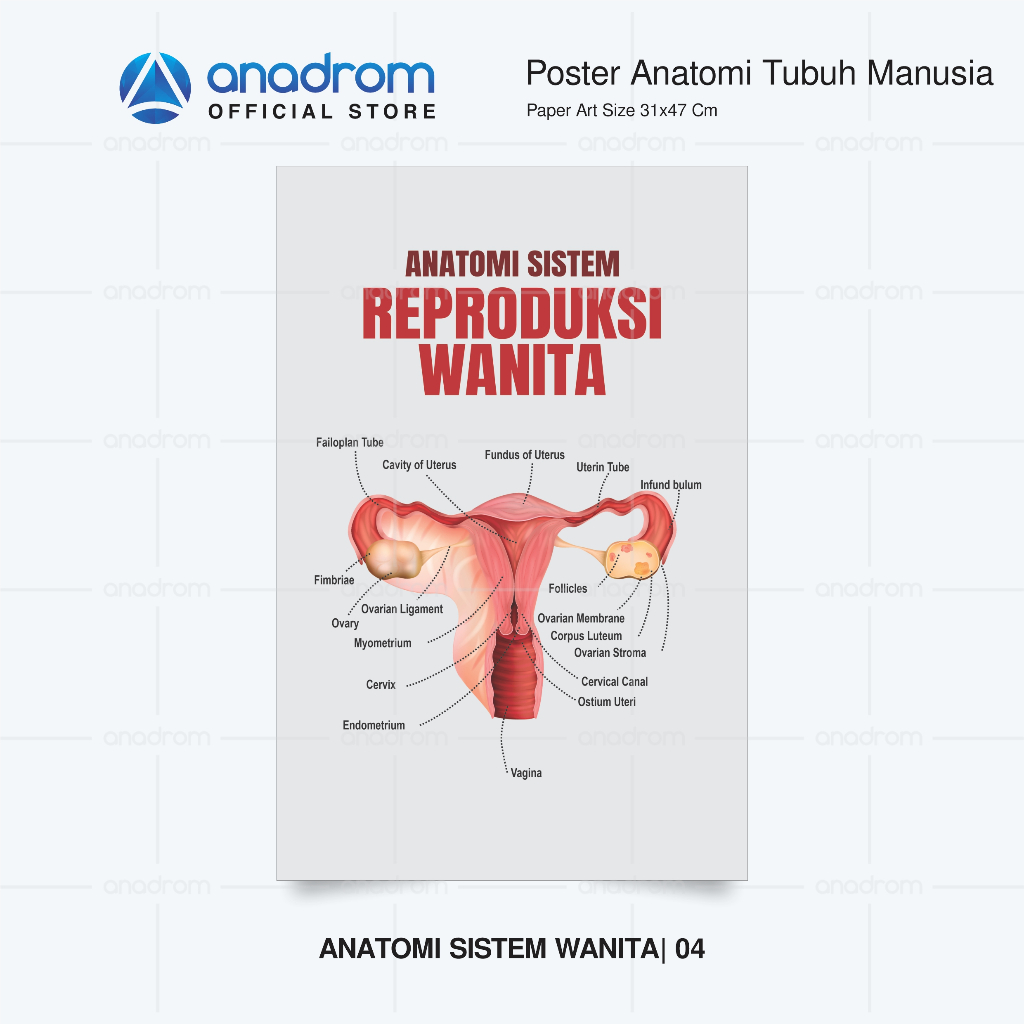 Jual Poster Anatomi Tubuh Manusia dan Manfaatnya | Anatomi Gigi ...