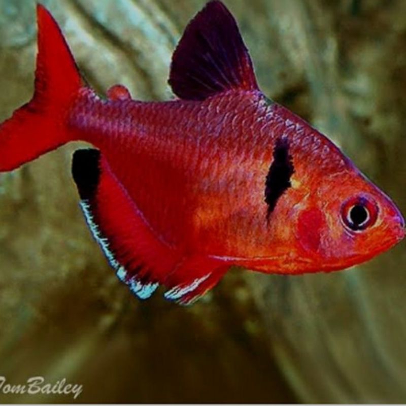 Jual serpae Tetra merah cantik aquascape hiasan aquarium | Shopee Indonesia