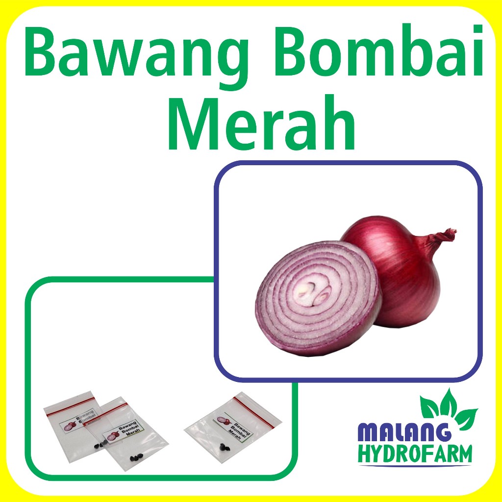 Jual Benih Bawang Bombai Merah Unggul Berkualitas biji bibit bombay ...