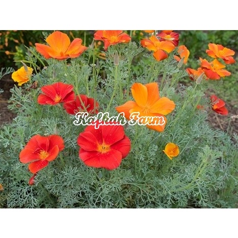 Jual Benih 3 Biji Bunga CALIFORNIA POPPY Rouge | Shopee Indonesia