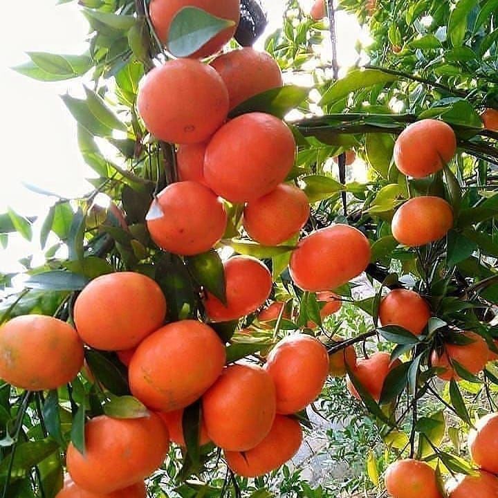 Jual Bibit Benih Buah Jeruk Manis (10 Butir) | Shopee Indonesia
