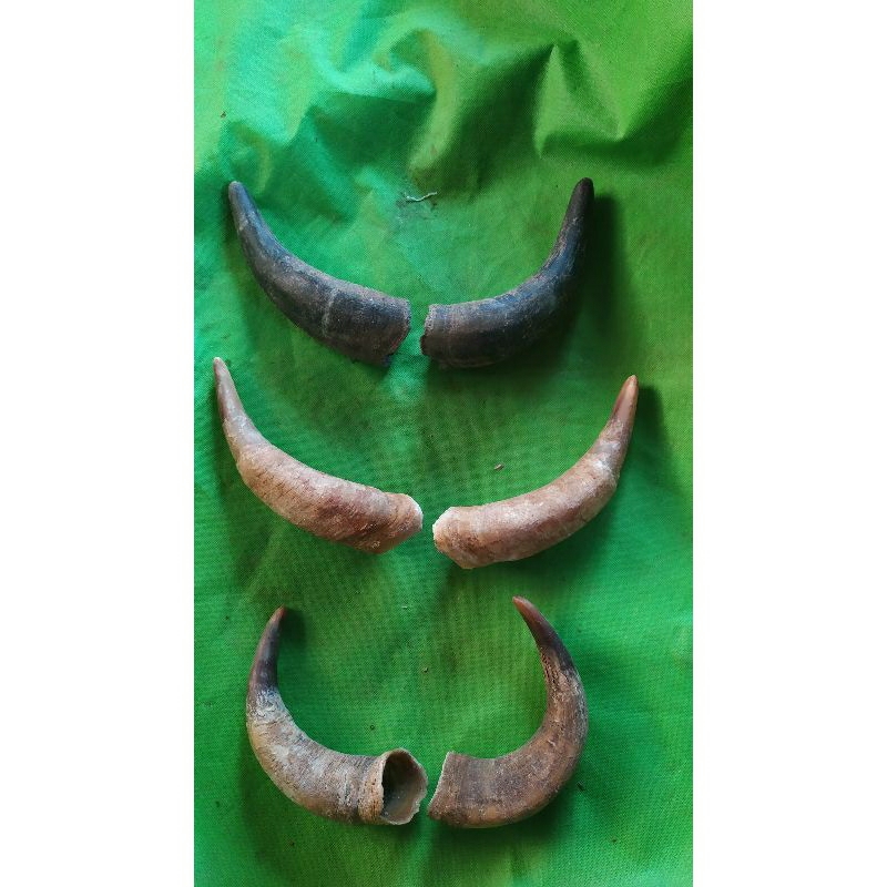 Jual TANDUK SAPI PASANGAN 18-22CM | Shopee Indonesia