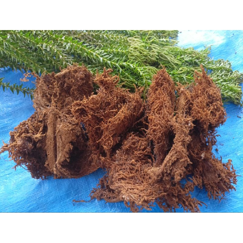Jual (Kemasan plastik 1kg/1L) Mos Akar Kadaka/Mos Hitam Murah | Shopee ...