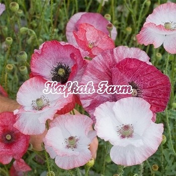 Jual Benih 3 Biji Bunga POPPY Shirley Mother of Pearl | Shopee Indonesia
