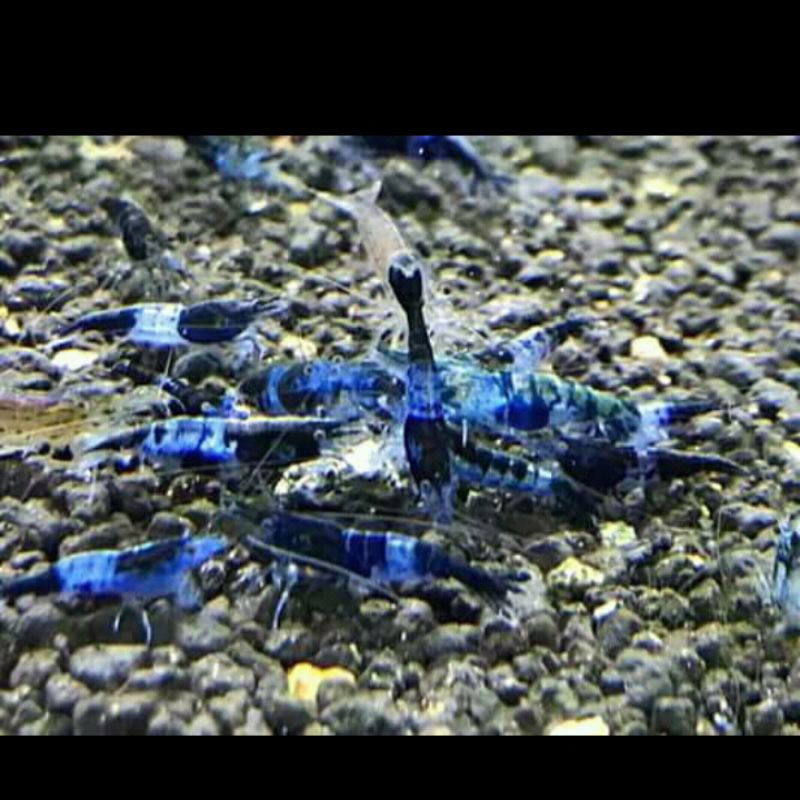 Jual black rili shrimp neocaridina/hiasan aquarium | Shopee Indonesia