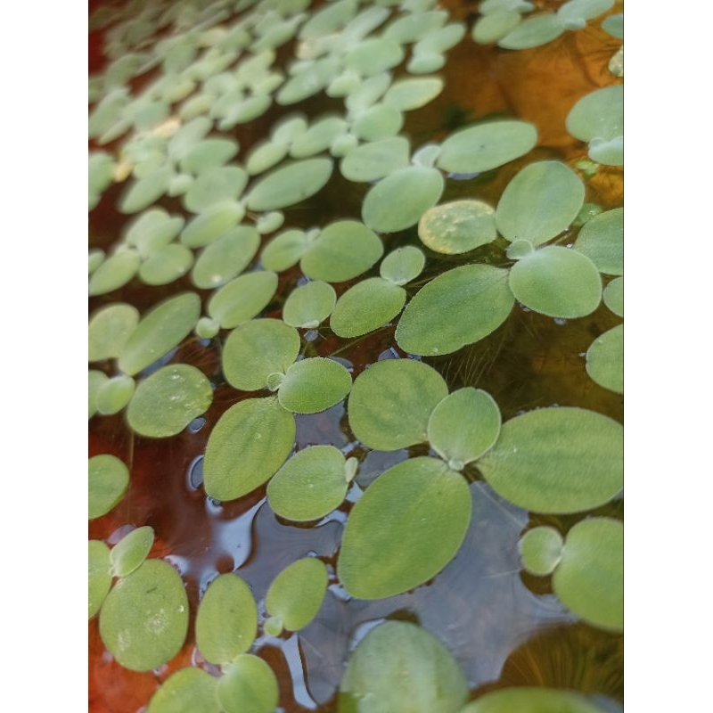 Jual Tanaman Air Amazon Frogbit Aquascape Apung Guppy Cupang LIMNOBIUM ...