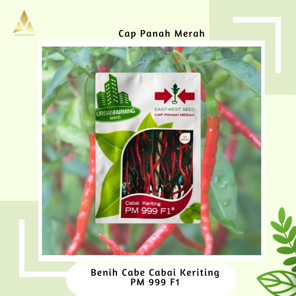 Jual Benih Cabe Cabai Keriting PM 999 F1 Isi 50 Butir Kemasan Cap Panah ...