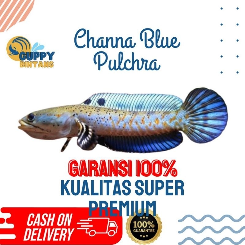 Jual Channa Blue Pulchra Flaring Kaca Size 8-10 Cm | Shopee Indonesia