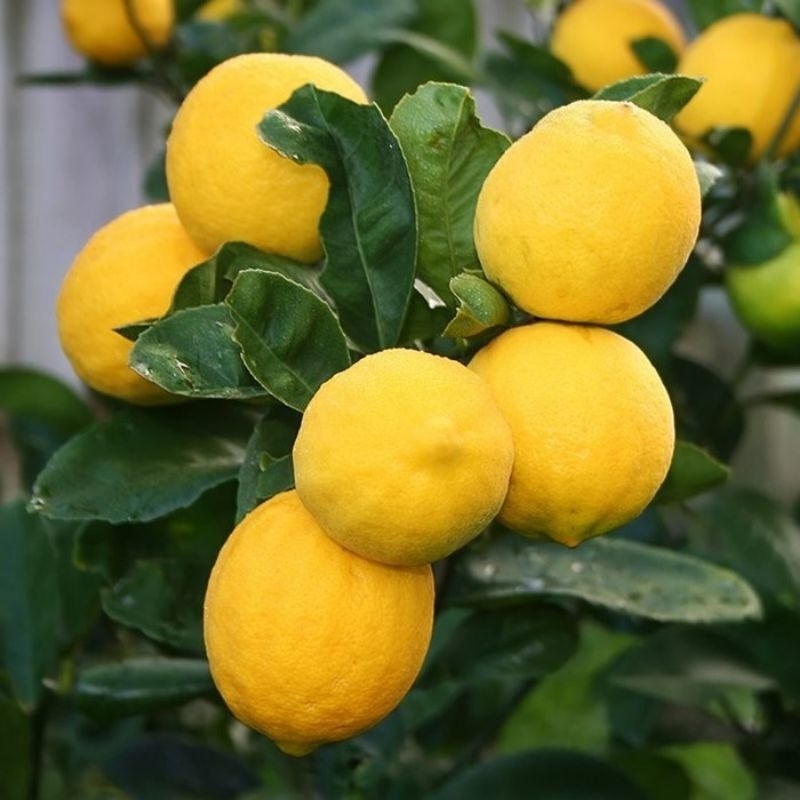 Jual TANAMAN LEMON CALIFORNIA SUDAH BERBUAH BERBUNGA / BIBIT BUAH LEMON ...