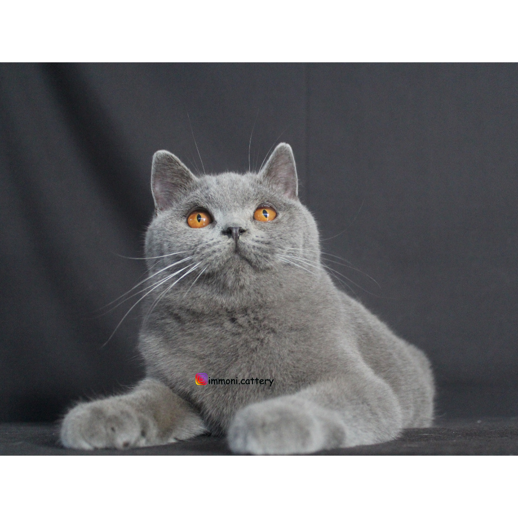 Jual Kucing British Shorthair Blue Jantan Pedigree CFA (Invoice ...