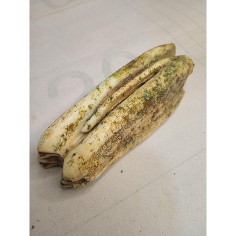 Jual siung warak putih | Shopee Indonesia