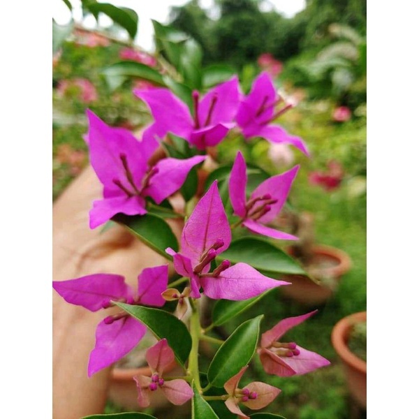 Jual Tanaman Hias Bougenville Ungu Mikro Ori Kondisi Rimbun Berbunga