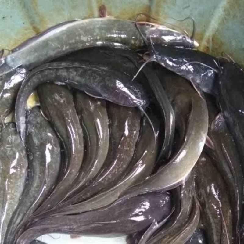 Jual Lele Segar / Ikan Lele Fresh 1 Kg | Shopee Indonesia