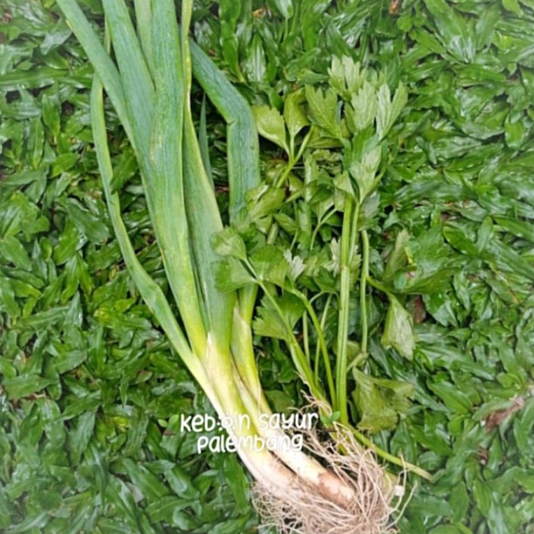 Jual daun sop seledri daun bawang | Shopee Indonesia