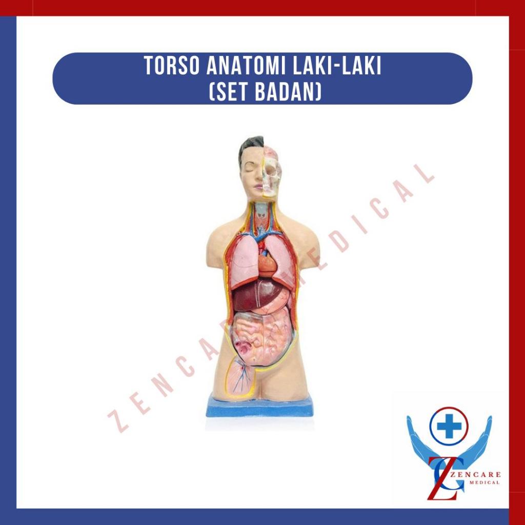 Jual Torso Anatomi Manusia Laki-Laki ( Setengah Badan ) | Shopee Indonesia