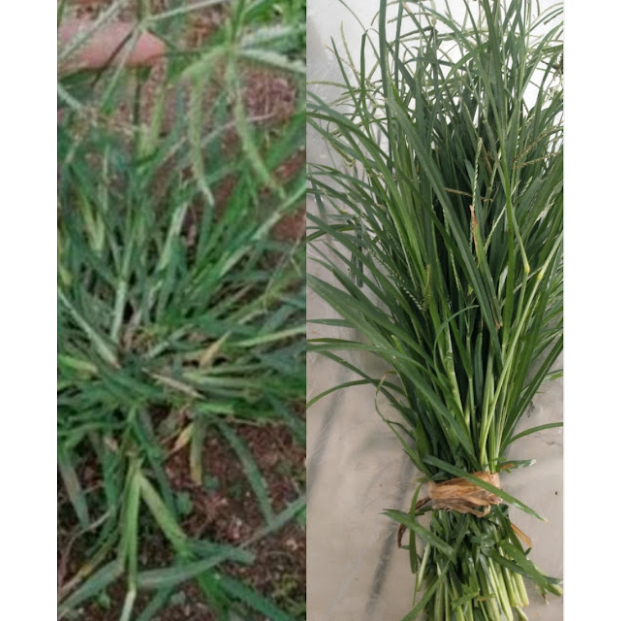 Jual Daun Jampang segar / Rumput Belulang Tanpa Akar | Shopee Indonesia