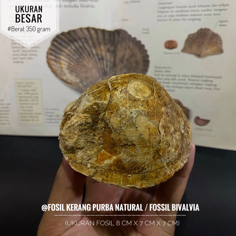 Jual Fosil Kerang Purba Natural A4 atau Fosil Bivalvia atau Fosil Keong ...