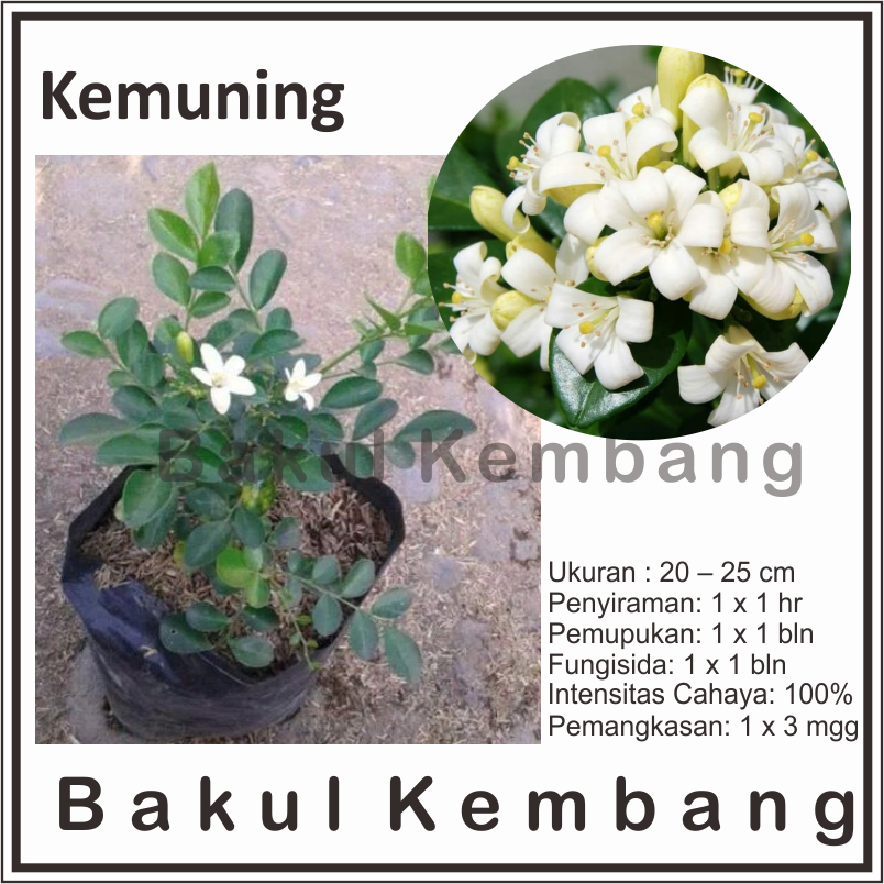 Jual Tanaman Hidup Bunga Kemuning jepang (Murraya paniculata) Bunga ...