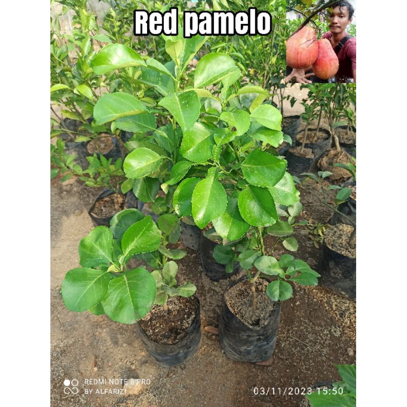 Jual bibit jeruk red pamelo rimbun | Shopee Indonesia