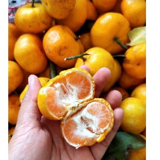 Jual jeruk segar baby santang 1kg Malang ( Kab turen) | Shopee Indonesia