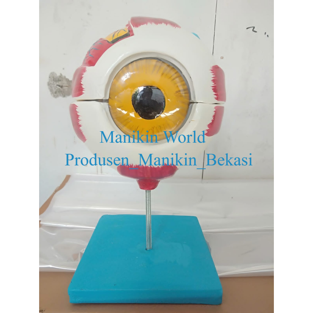Jual PHANTOM BOLA MATA/ANATOMI BOLA MATA MANUSIA/TORSO MATA | Shopee ...
