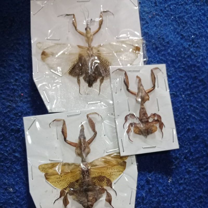 Jual taxydermi awetan Arthropoda african ghost mantis ordo mantodea ...