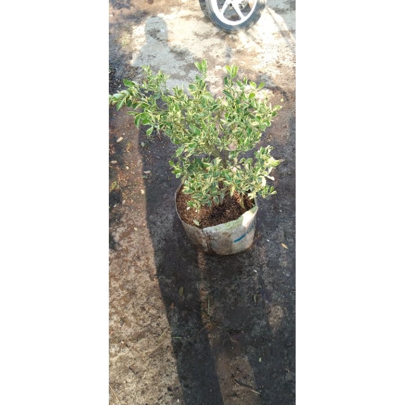 Jual BIBIT JERUK KASTURI VARIEGATA / JERUK KIP VARIEGATA / JERUK LEMON ...