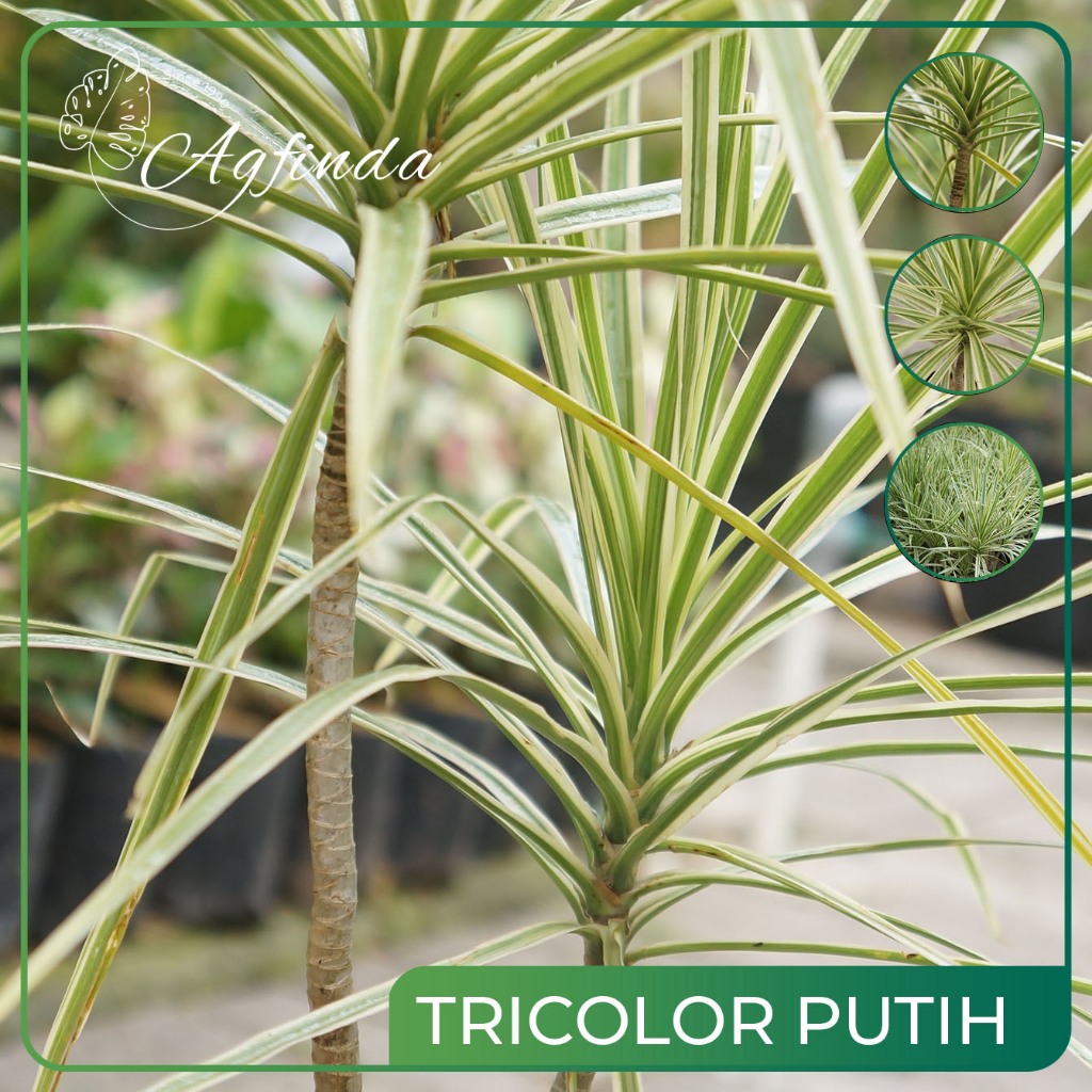 Jual Tricolor | Tanaman Hias Outdoor | Tanaman Tricolor (Dracaena ...
