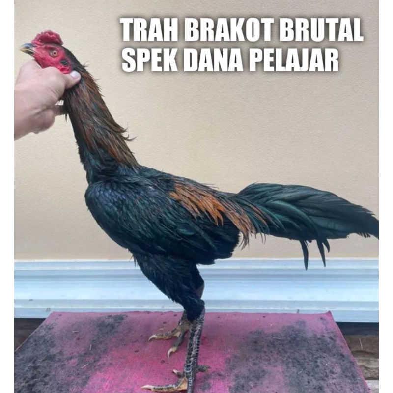 Jual ayam Bangkok Pakhoy brakot brutal spek dana pelajar | Shopee Indonesia