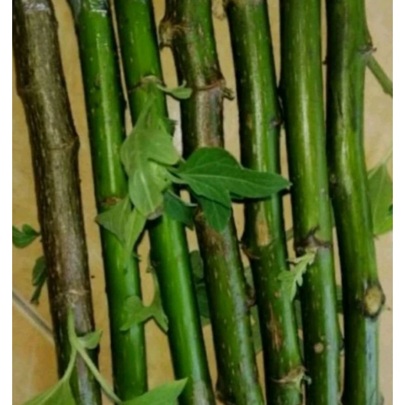 Jual Bibit Stek Batang Daun Insulin Batang Kipahit 1 Kg | Shopee Indonesia
