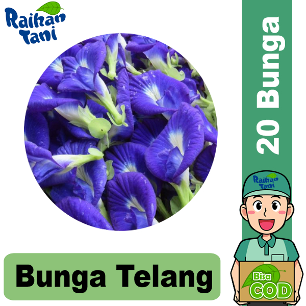 Jual Bunga Telang Biru Per 20 Pcs | Shopee Indonesia