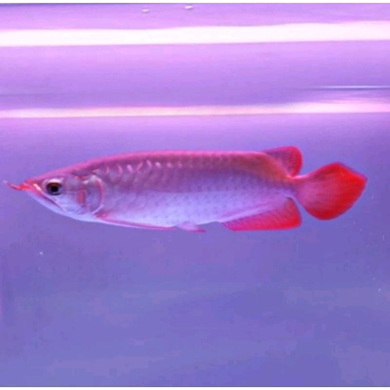Jual Arwana Super Red 100% Asli Lengkap Sertifikat & Chip | Shopee ...
