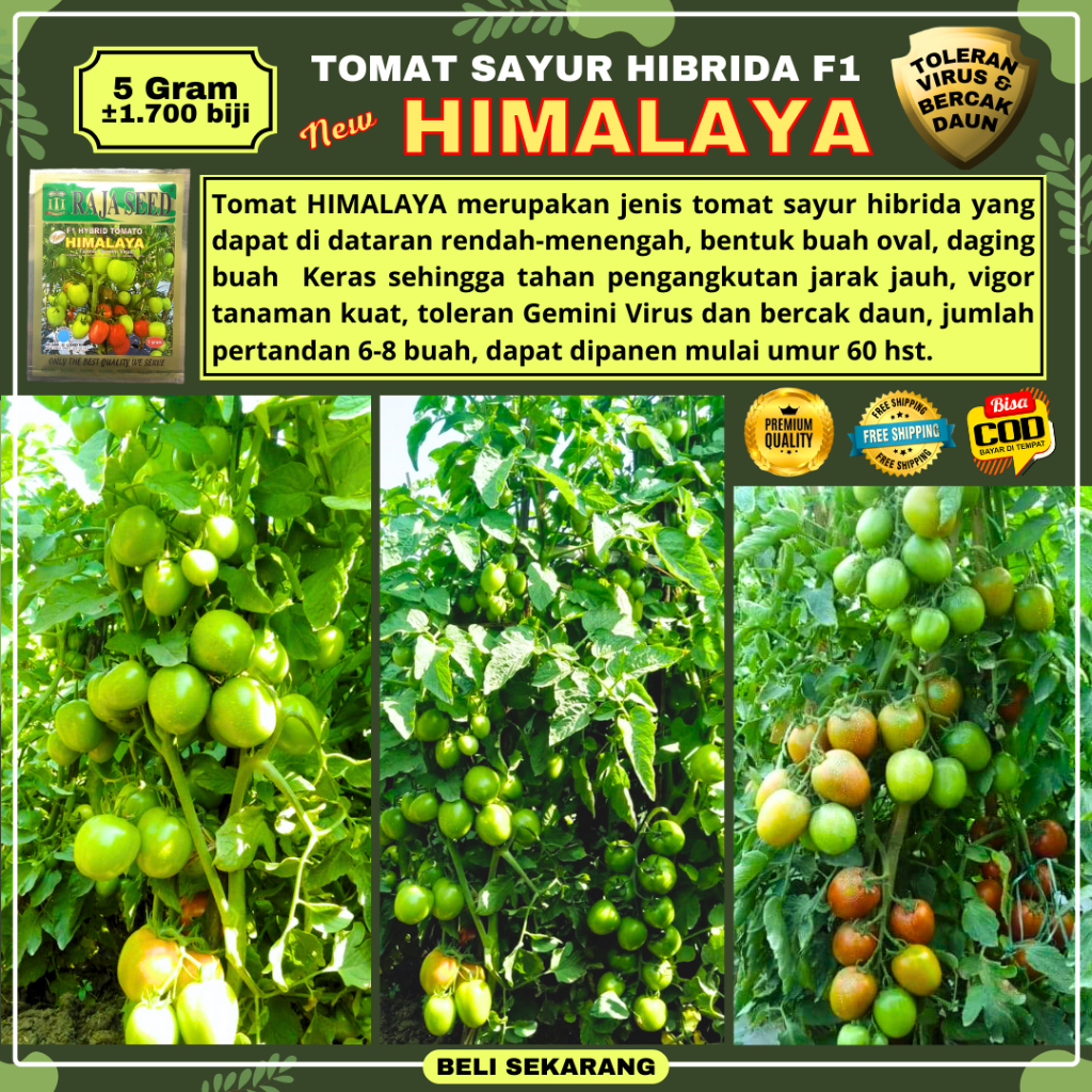 Jual [TOMAT HIMALAYA] Bibit Benih Tomat Hibrida F1 NEW HIMALAYA 5 gram ...