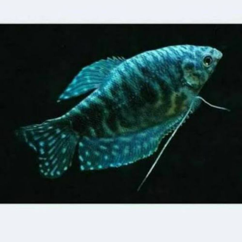 Jual sepat biru ukuran dewasa | Shopee Indonesia