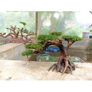 Jual Bonsai Aquascape Terlengkap & Harga Terbaru Juni 2024 | Shopee Indonesia