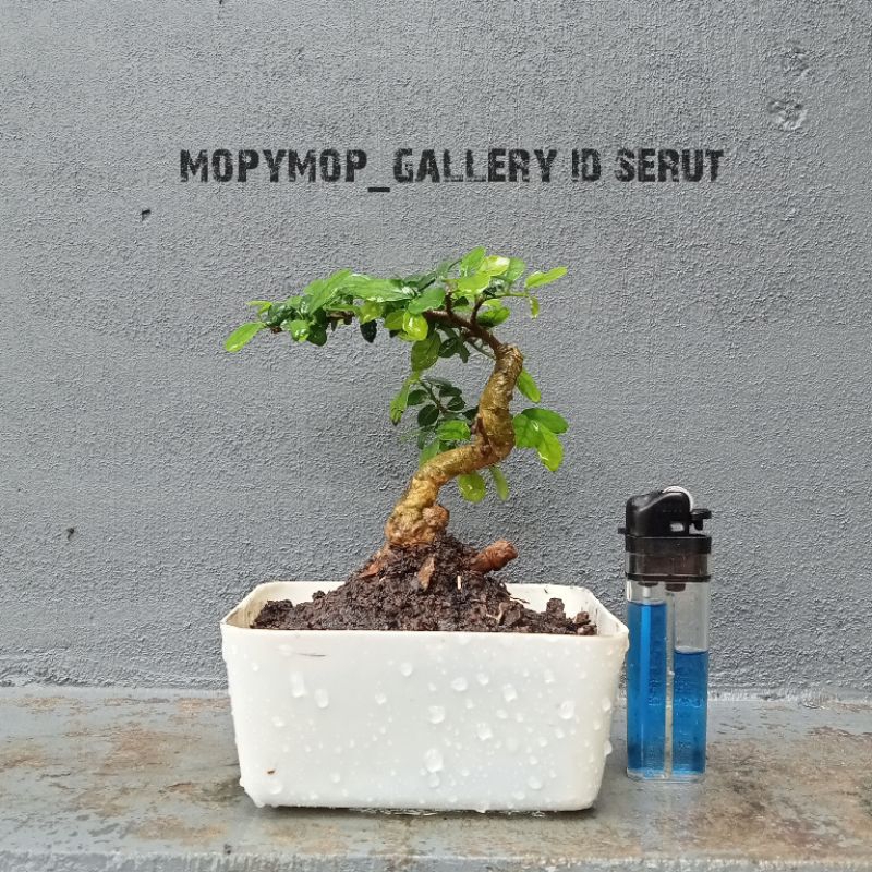 Jual BONSAI MINI SERUT sesuai foto | Shopee Indonesia