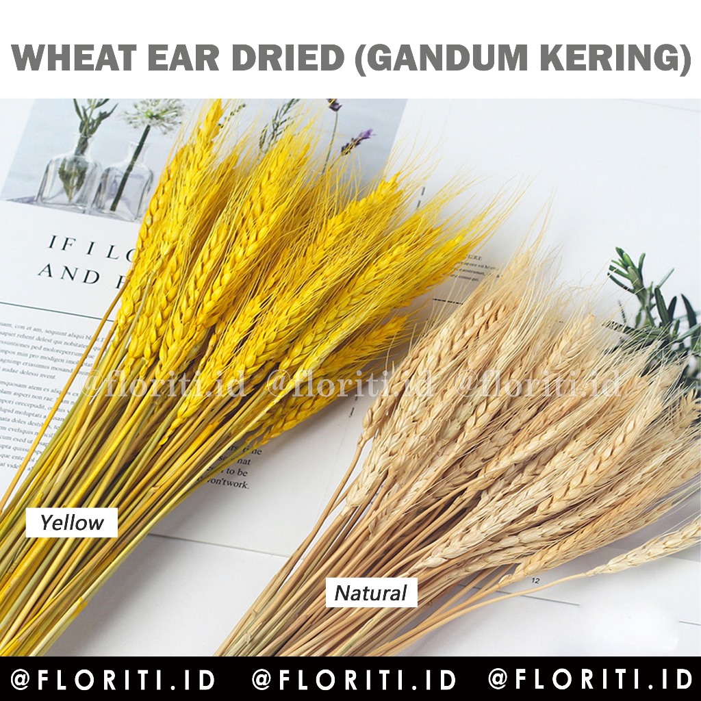 Jual (ECER) Bunga Gandum Kering Wheat Ear Dried | Shopee Indonesia