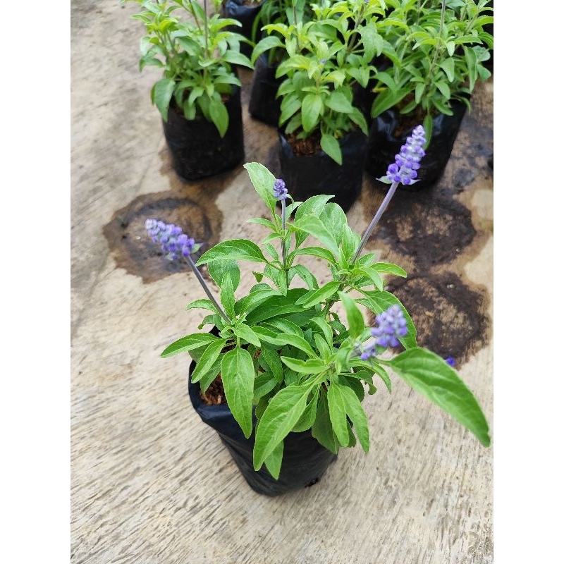 Jual bunga Salvia farinacea ungu Mealy Cup Sage atau Mealycup Sage ...