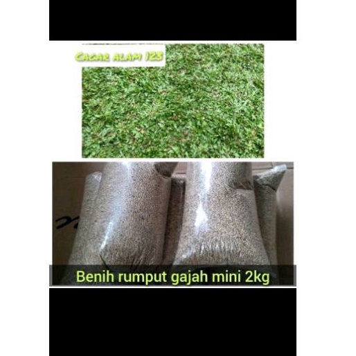 Jual benih rumput gajah mini rumput gajah mini 2kg | Shopee Indonesia