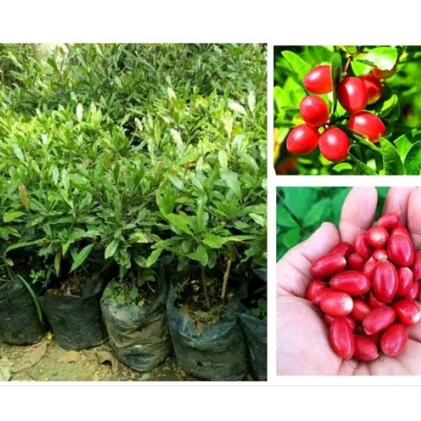 Jual Tanaman Buah AJAIB / Miracle Fruit / Magic Fruit | Shopee Indonesia